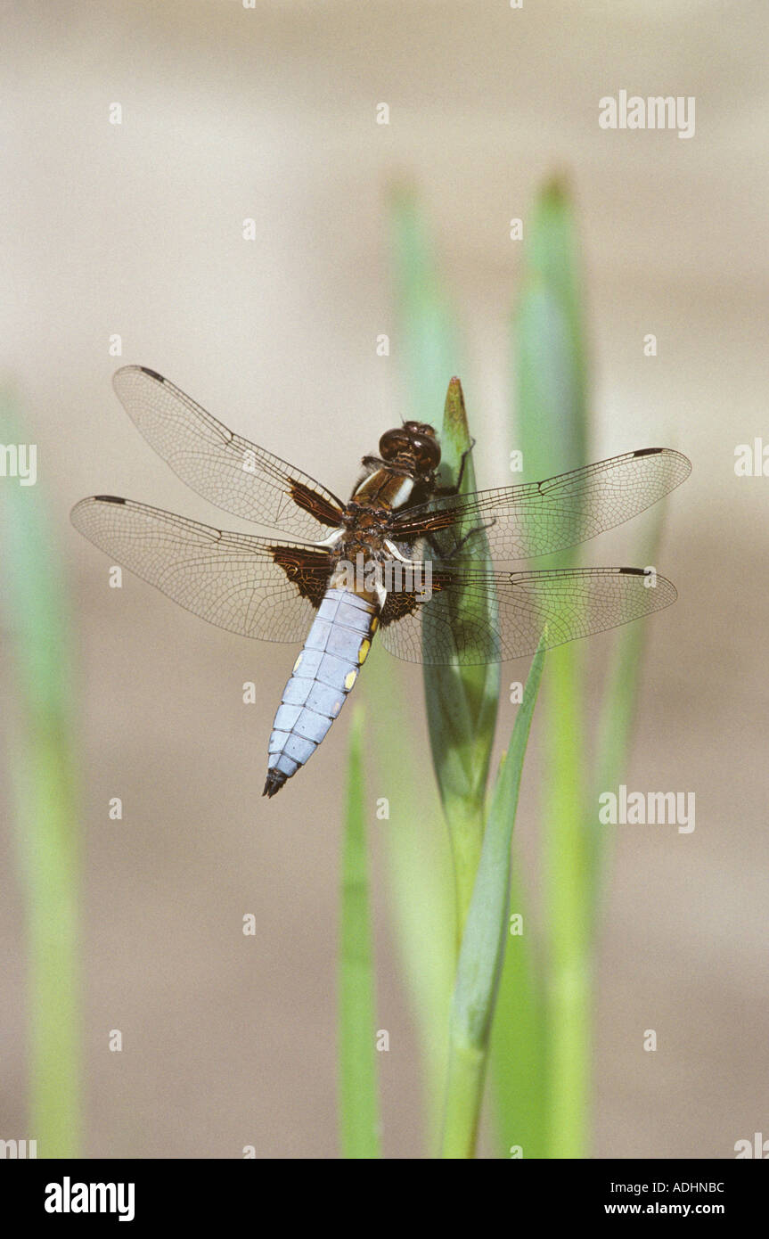 Peching hi-res stock photography and images - Alamy