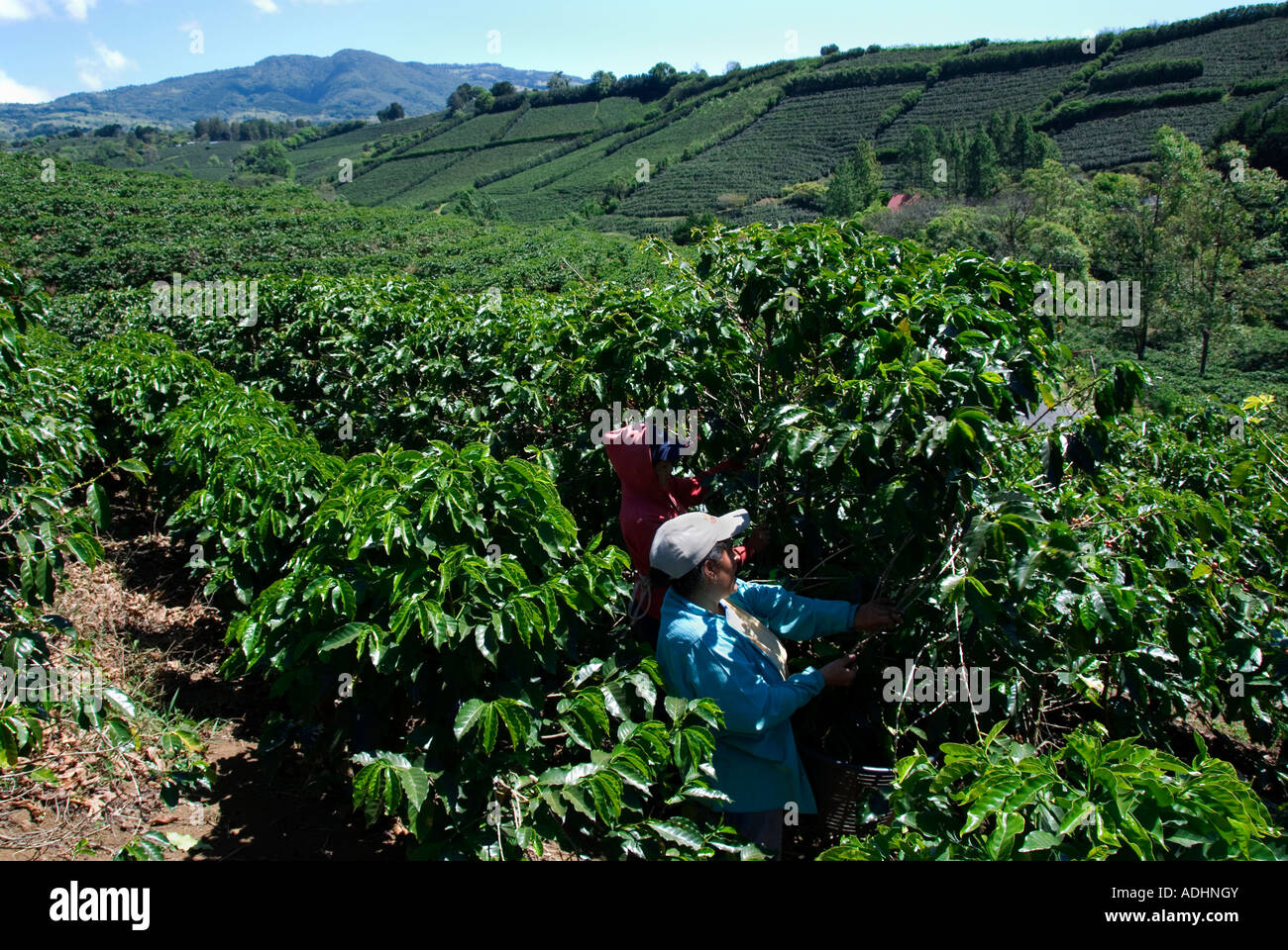 Harvest in coffee plantations near Poas volcano. Central Valley. Costa ...