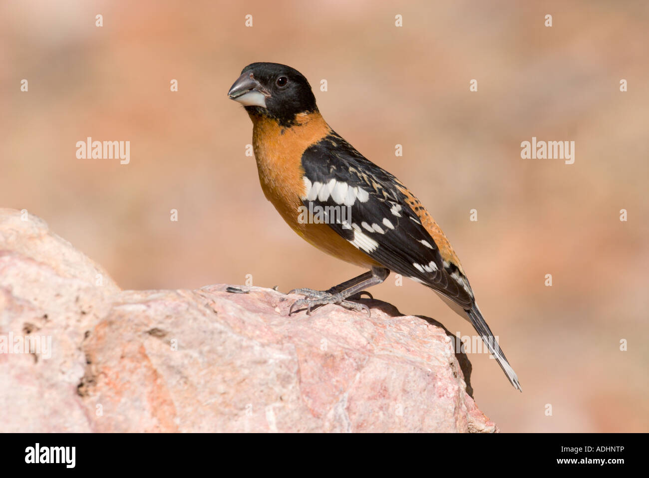 Adult male Black-headed Grosbeak perches on the pink desert granite ...