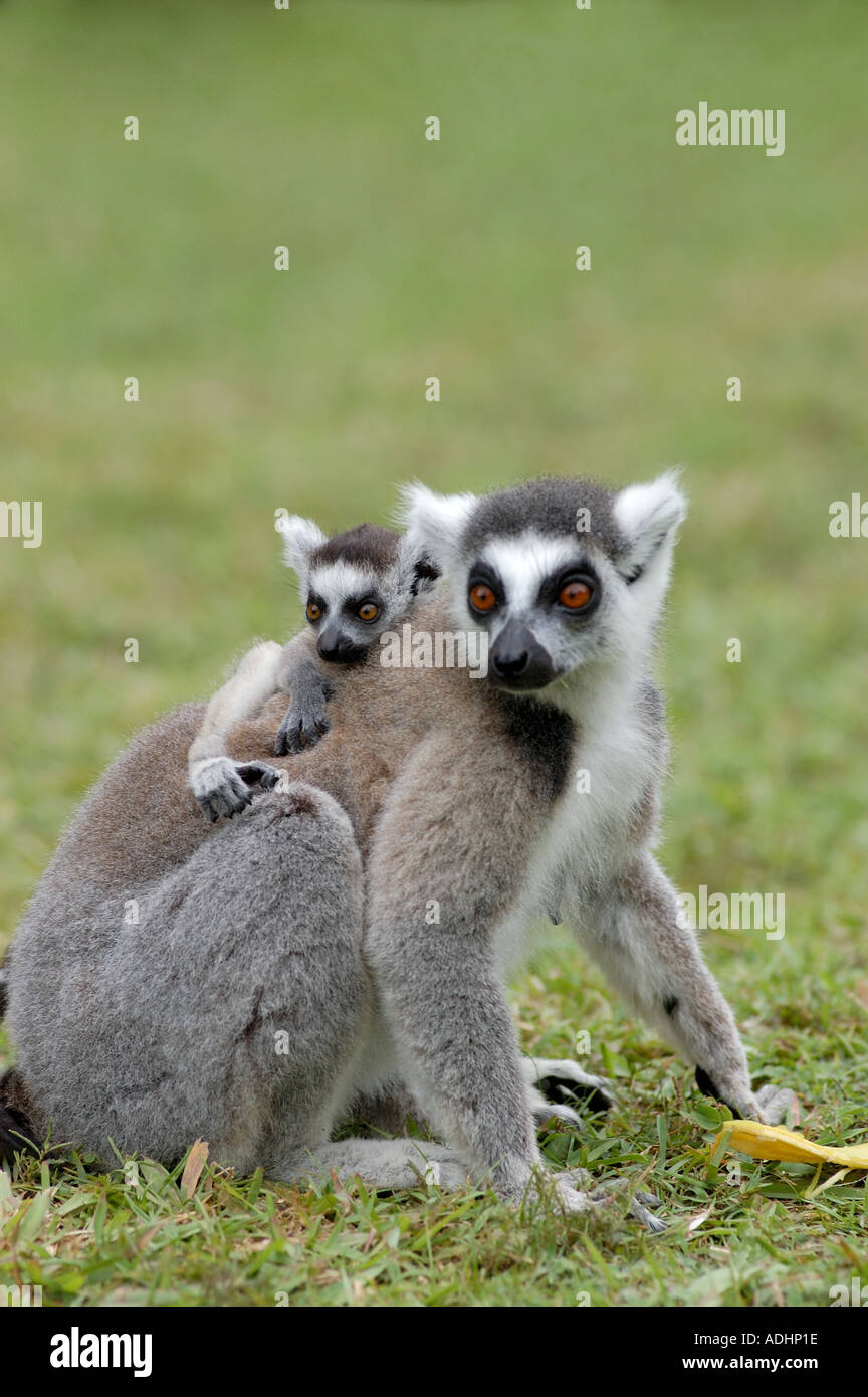 Ring tailed lemur mother and baby Stock Photo - Alamy