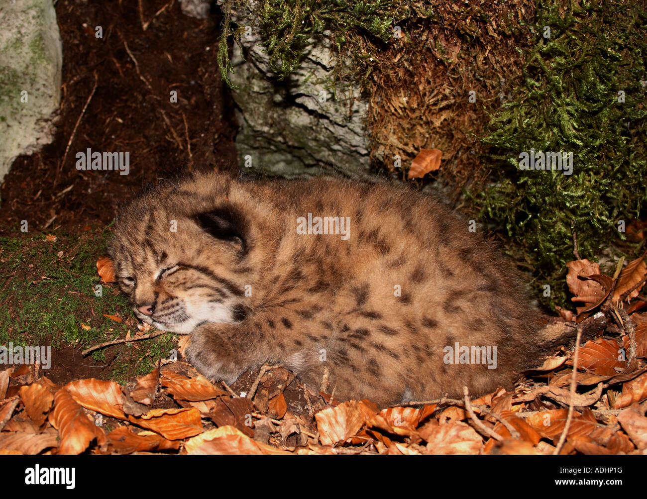 Wild Eurasian lynx cub sleeping in a den in Dinaric forest on Croatian ...