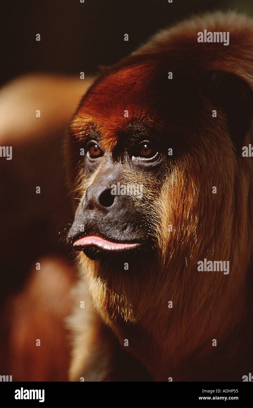 Portrait of male red howler Stock Photo - Alamy