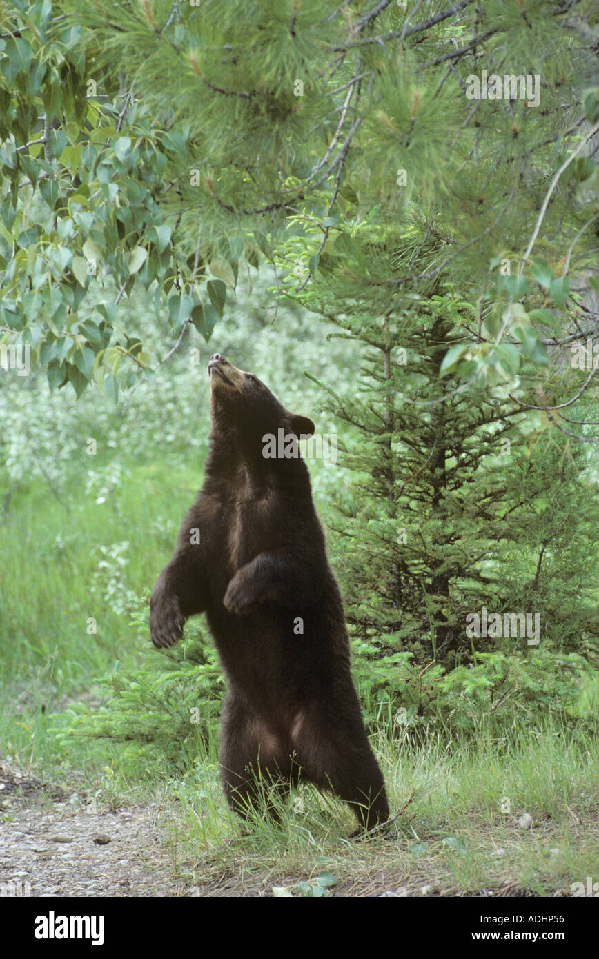 Black bear stretching Stock Photo - Alamy