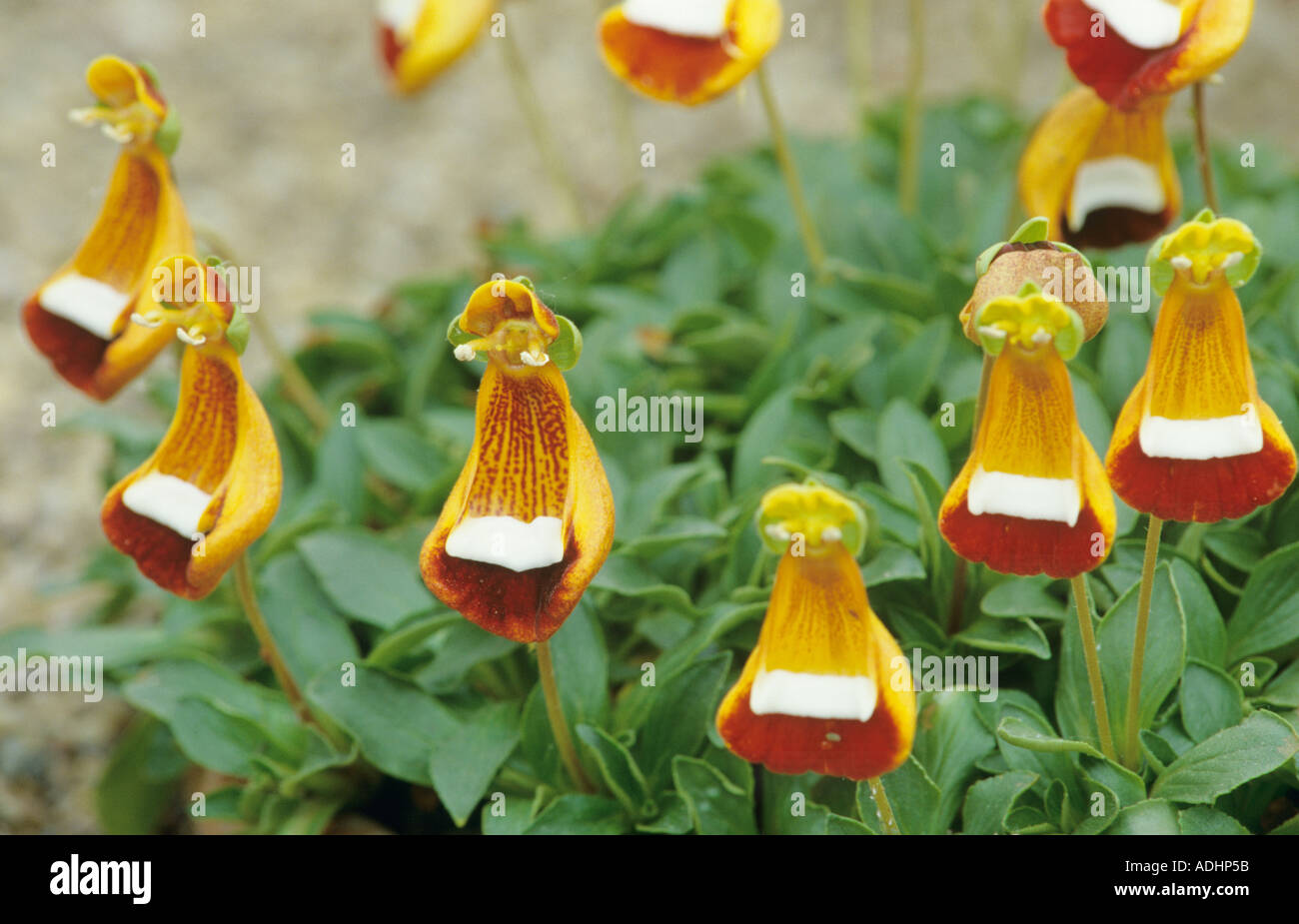 Calceolaria uniflora hi-res stock photography and images - Alamy