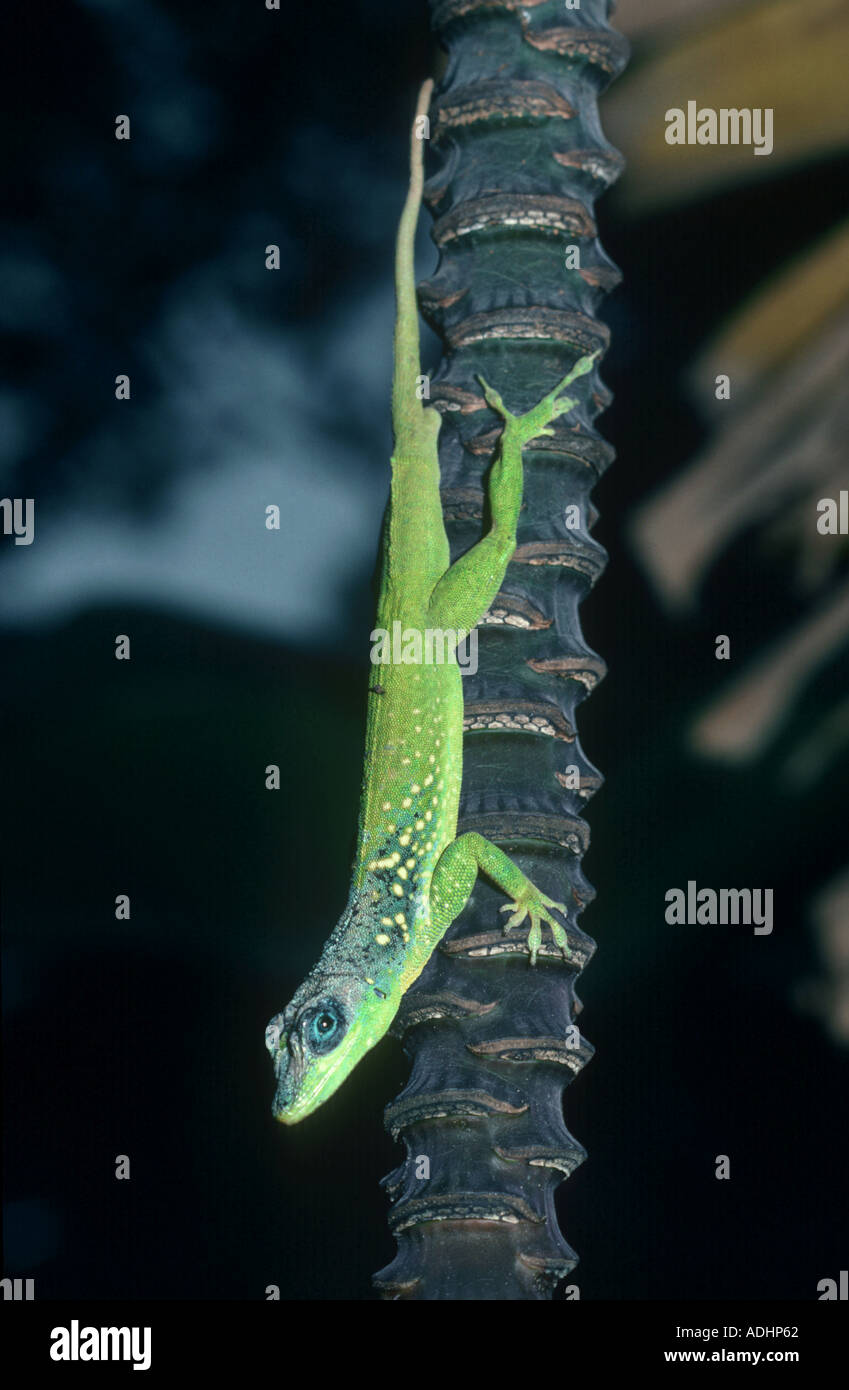 Reptiles climbing trees hi-res stock photography and images - Alamy