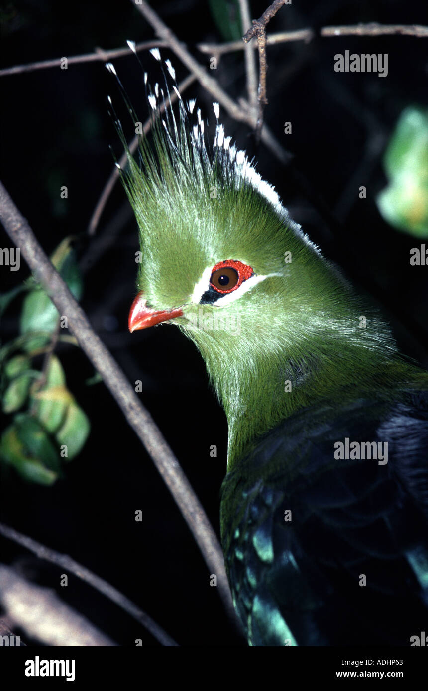 Tauraco Persa High Resolution Stock Photography and Images - Alamy