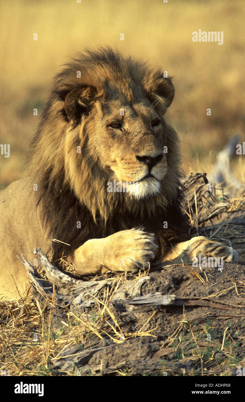 mature male lion, Panthera leo Stock Photo - Alamy