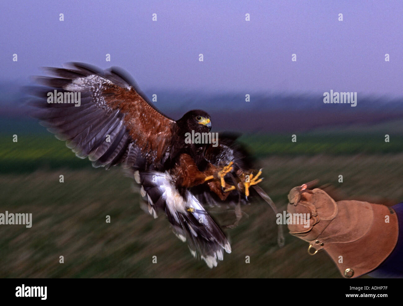 Falconry Gauntlet Glove High Resolution Stock Photography and Images ...