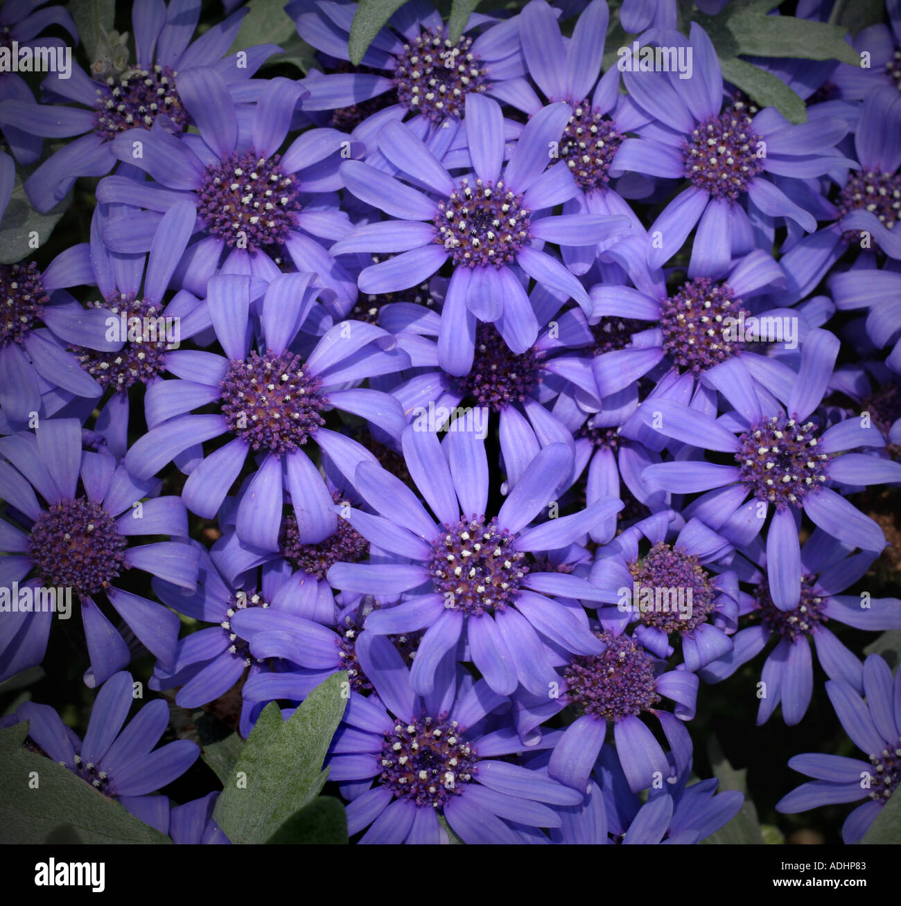 felicia daisy daisies blue heterophylla flower flowers photo garden ...