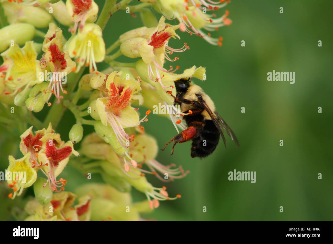 ohio buckeye chestnut horsechestnut flower tree bumblebee blossom feast ...
