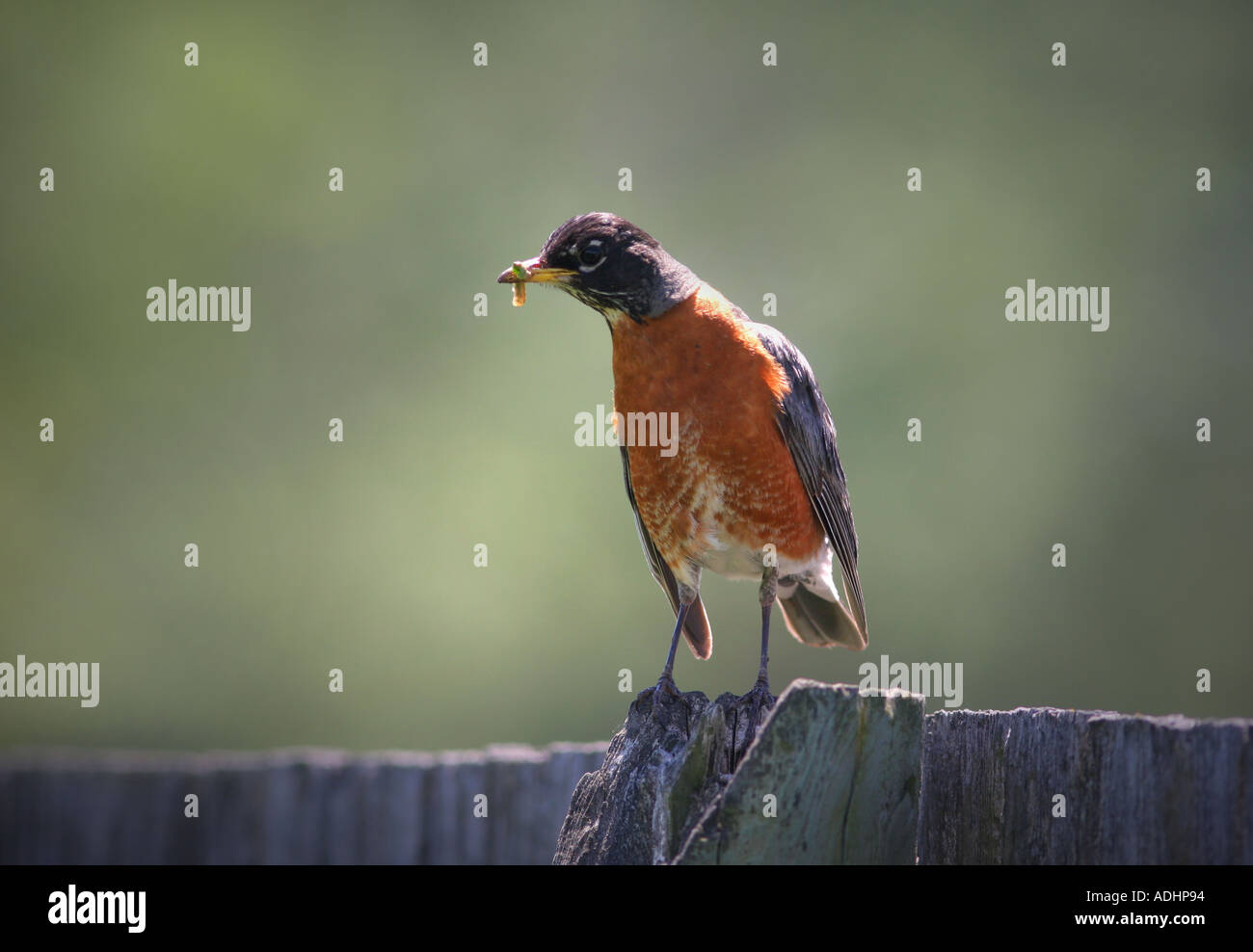 American robin photos hi-res stock photography and images - Alamy