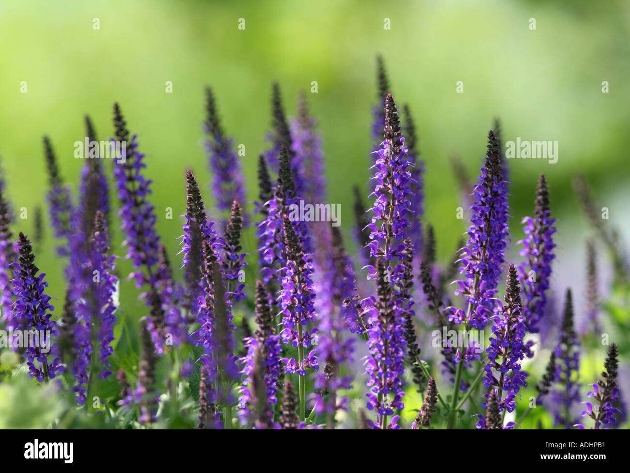 Pllll hi-res stock photography and images - Alamy