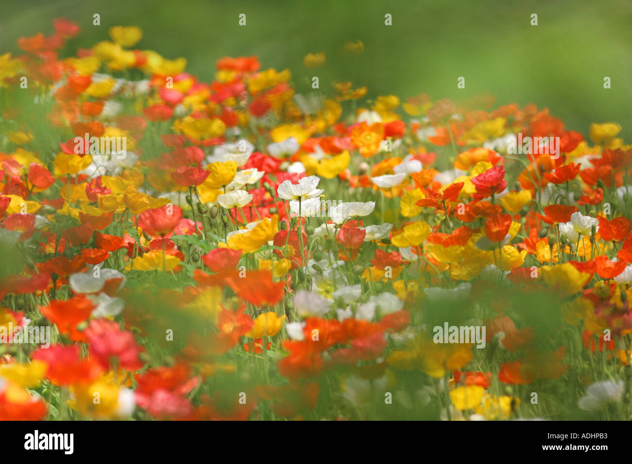 Pllll hi-res stock photography and images - Alamy