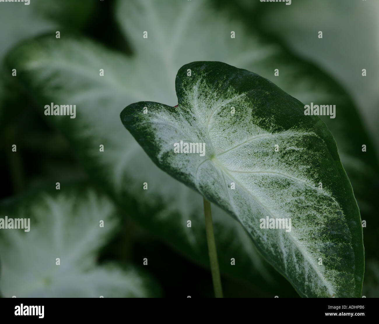 Pllll hi-res stock photography and images - Alamy