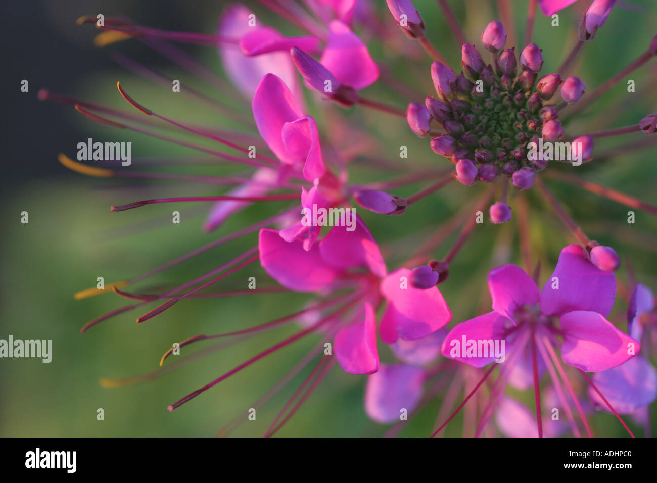 Macro photo of purple cleome hi-res stock photography and images - Alamy