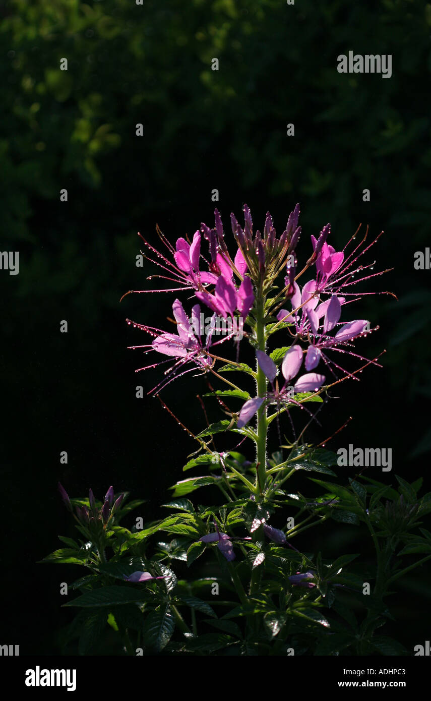 spider flower cleome hasslerana sparkler lavender capparaceae Stock ...