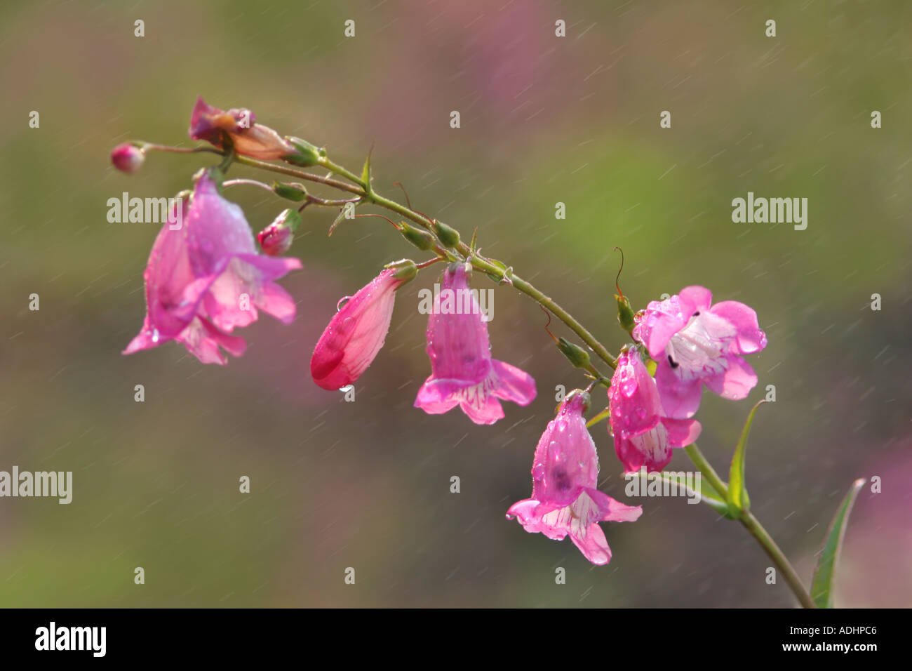 Pllll hi-res stock photography and images - Alamy