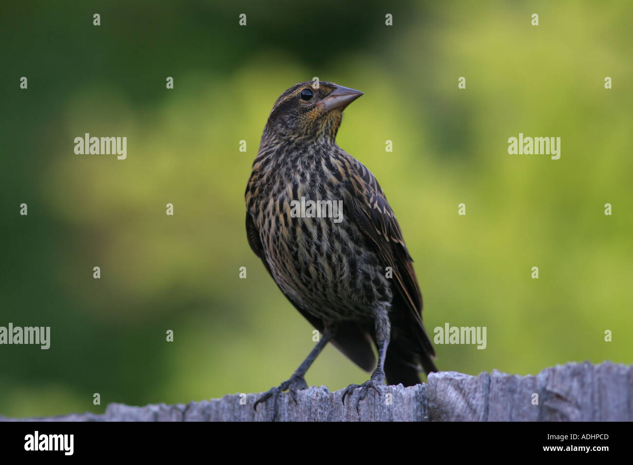 prairie bird northern illinois canon 300mm f4 bird birds avian fauna ...