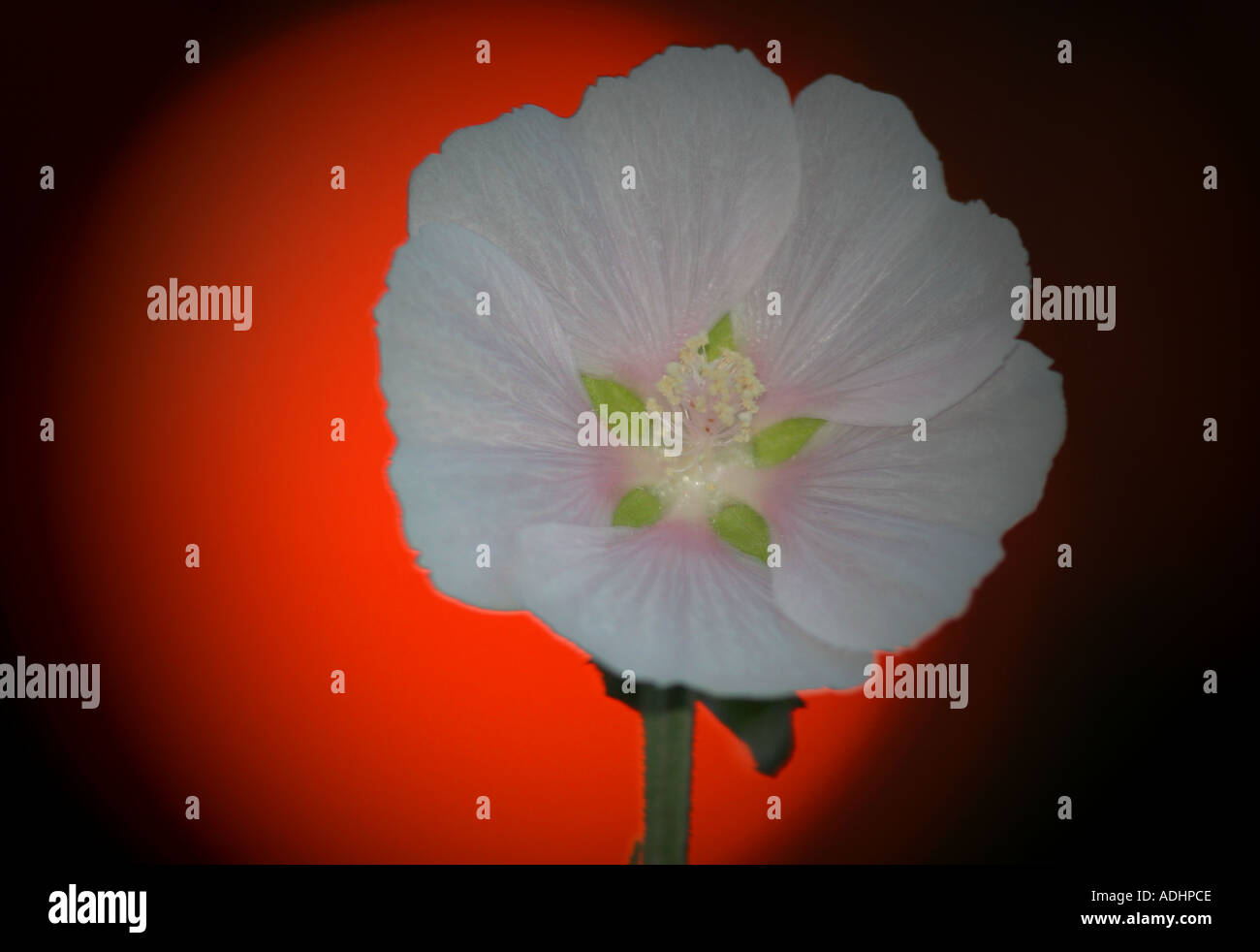 Pllll hi-res stock photography and images - Alamy