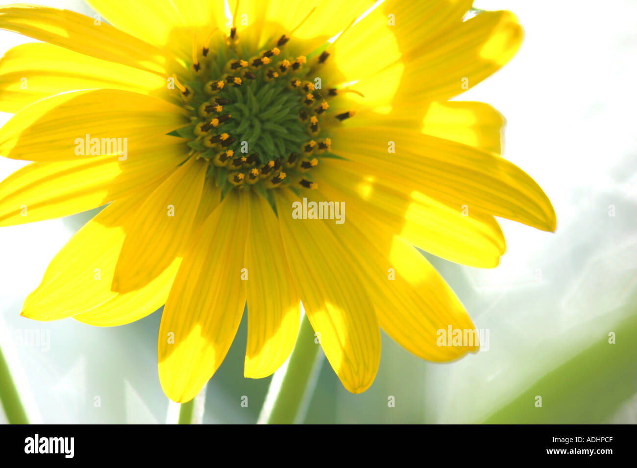 false sunflower heliopsis helianthoides Stock Photo - Alamy