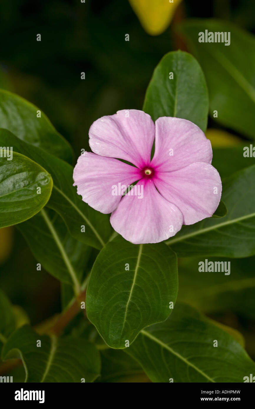 Madagascan Periwinkle Catharanthus roseus Native of Europe Stock Photo ...