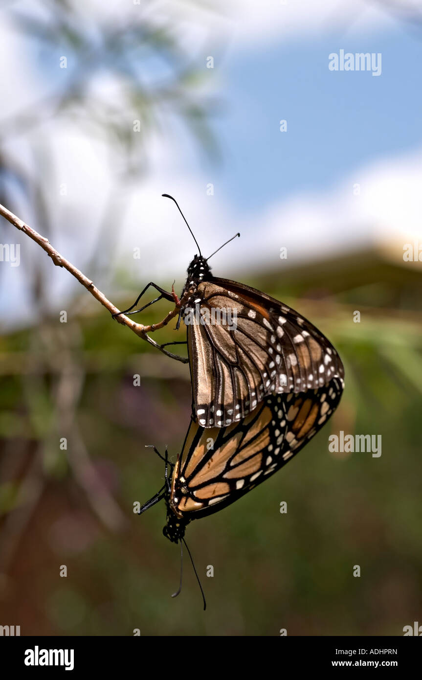 Monarch Butterfly Danaus plexippus Commonly named Wanderer Butterfly in ...
