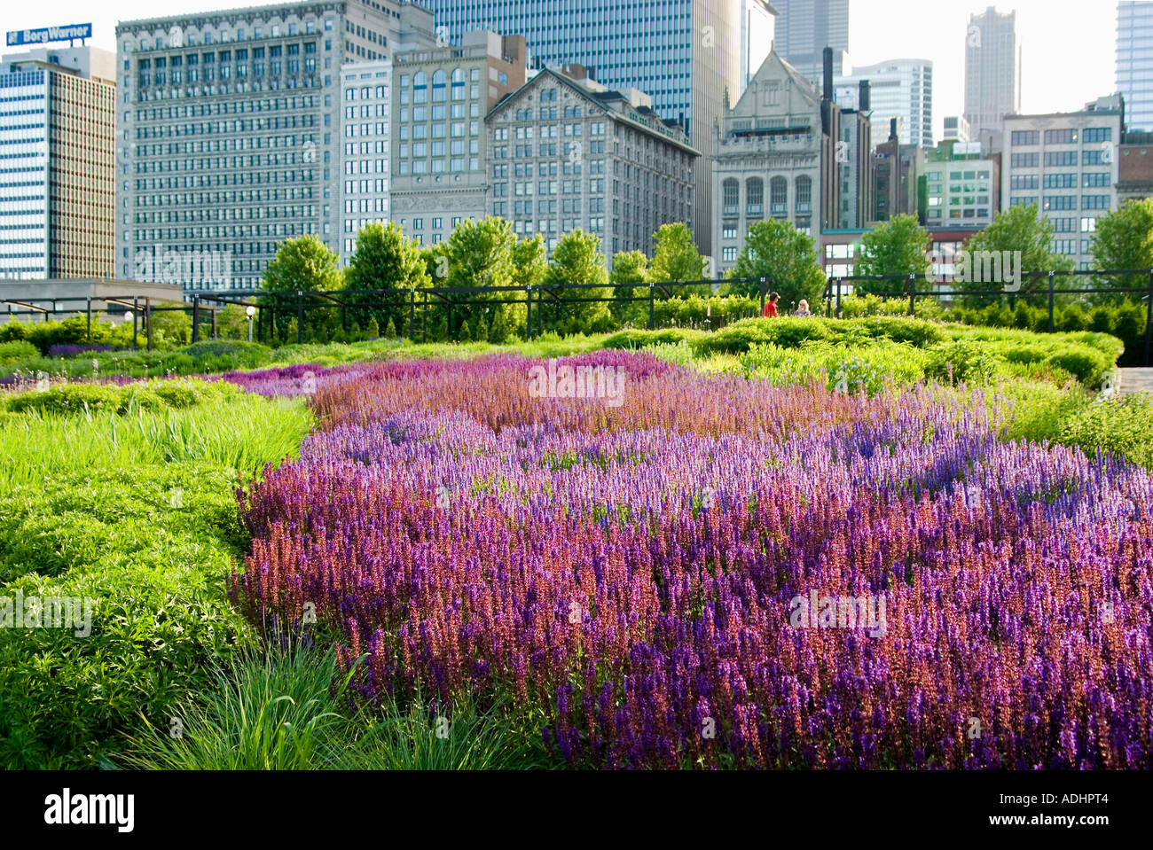 Chicago Lurie Garden / Lavender / Millennium Park Stock Photo - Alamy