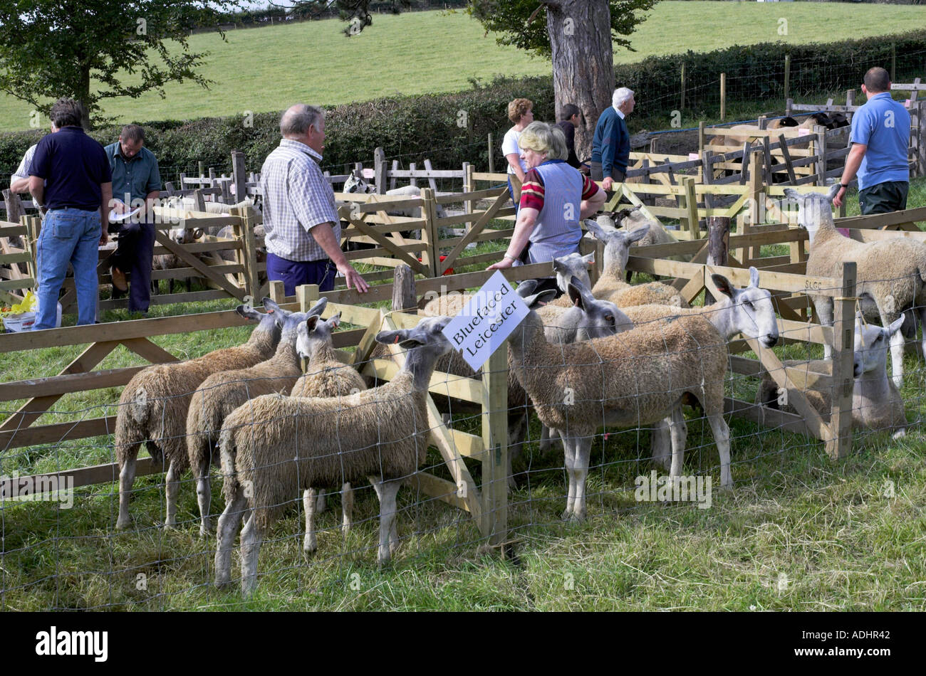 Judging sheep breeds hi-res stock photography and images - Alamy
