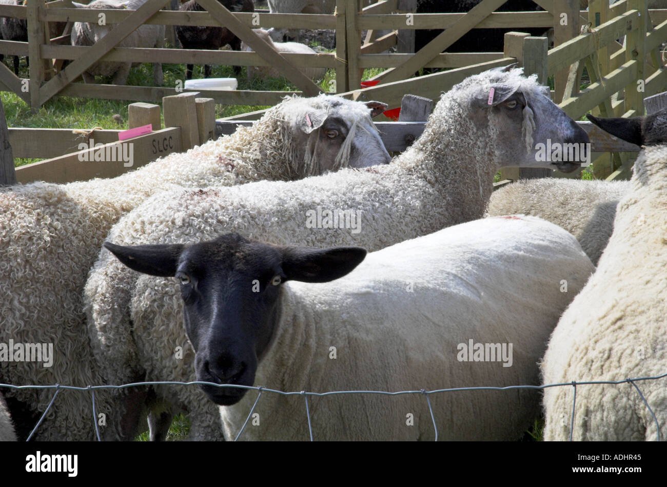 Herd sheep farmers event hi-res stock photography and images - Alamy