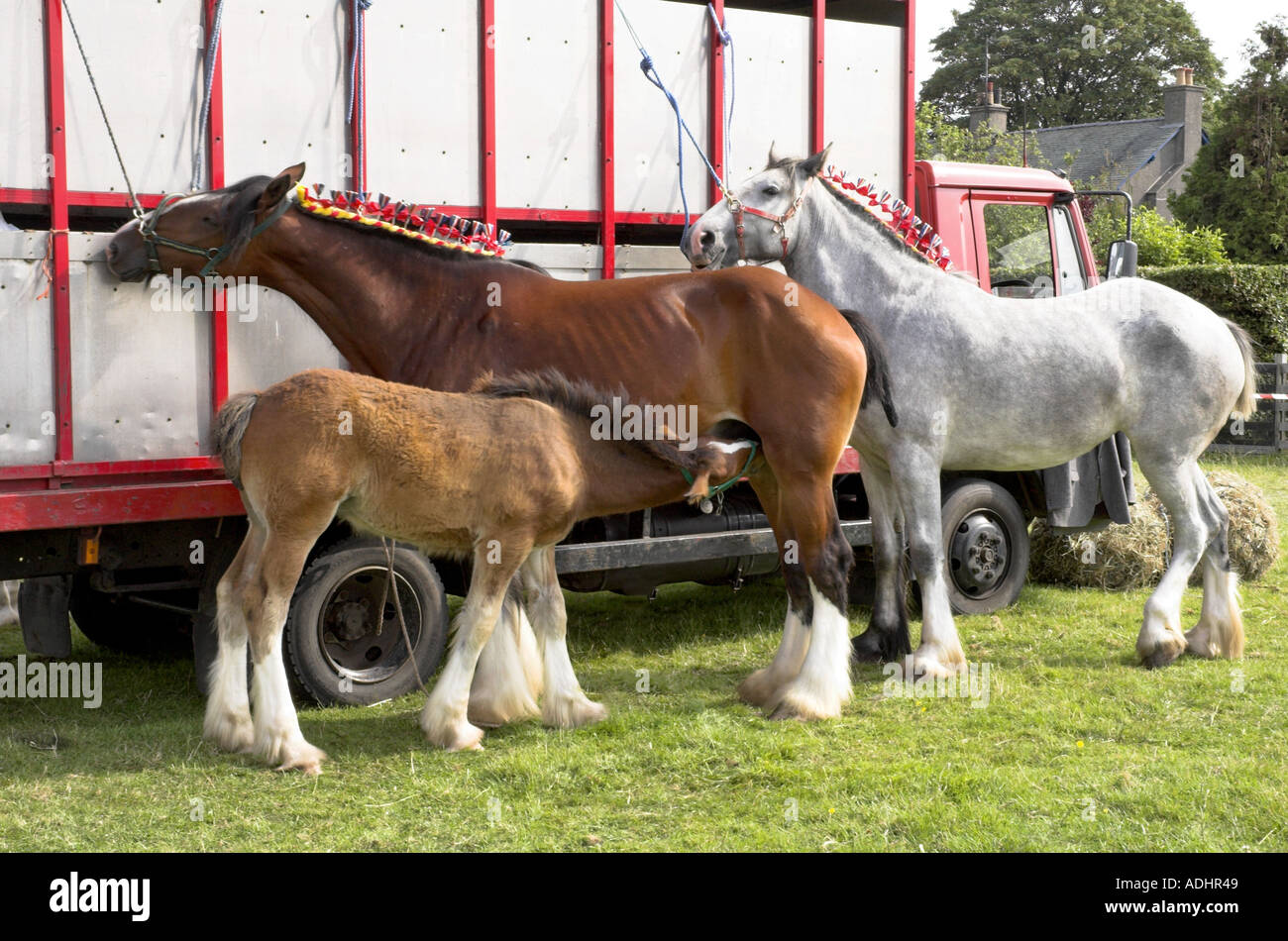 A family of heavy shire horses having been prepared to be shown at a ...