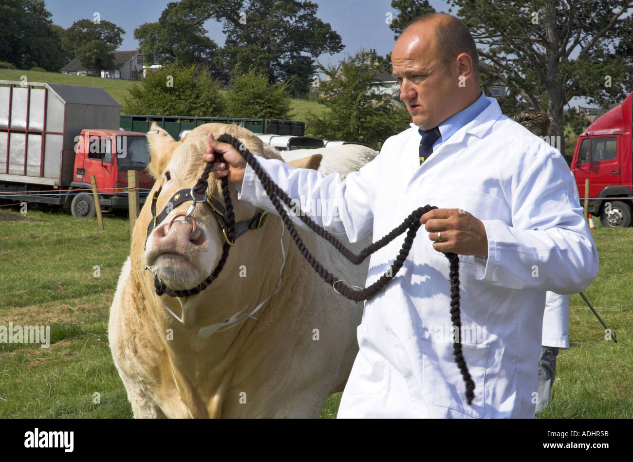 Judging beef cattle hi-res stock photography and images - Alamy