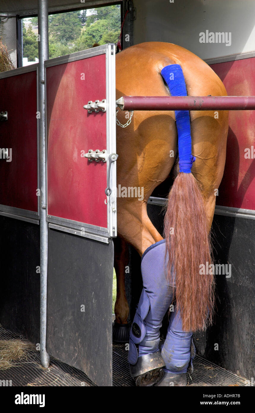 Horse heavy horse animal equine england hi-res stock photography and ...