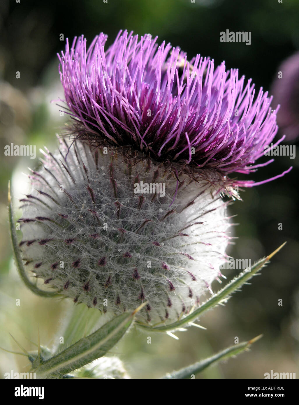 Purple Thistle head in bloom Stock Photo - Alamy