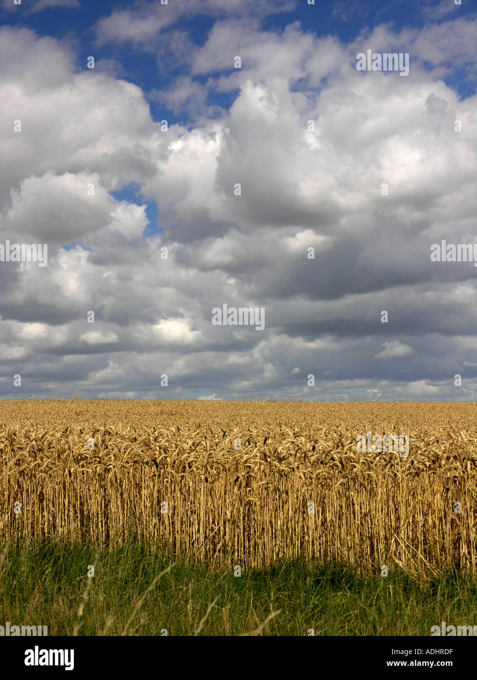English wheatfield uncut and a blue sky with white clouds Stock Photo ...