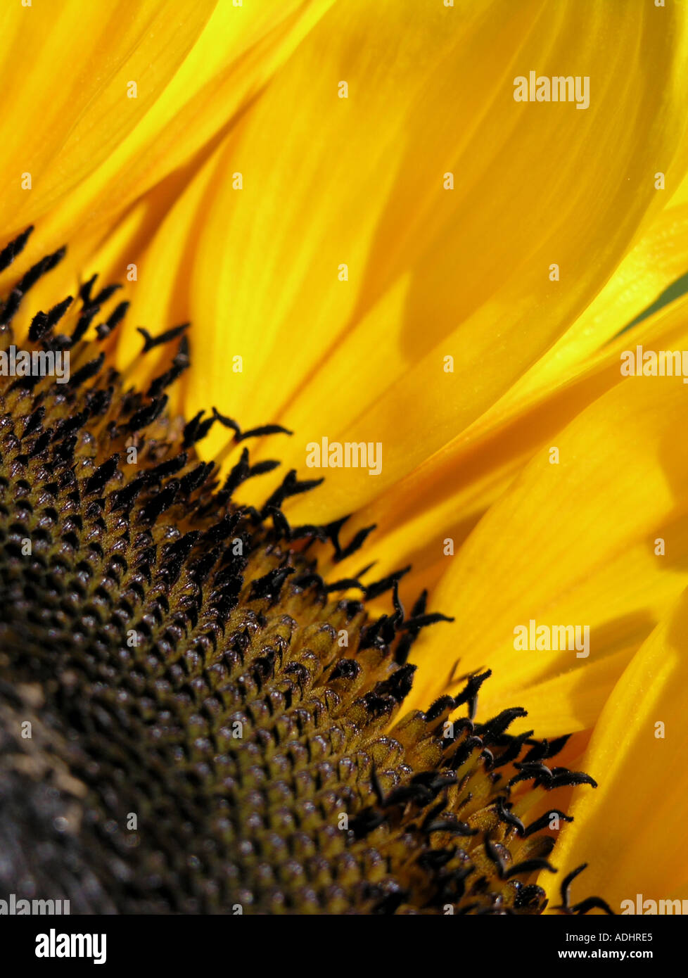 Vase shaped section hi-res stock photography and images - Alamy