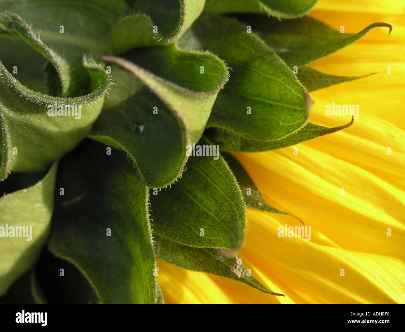 Bird shaped vase hi-res stock photography and images - Alamy