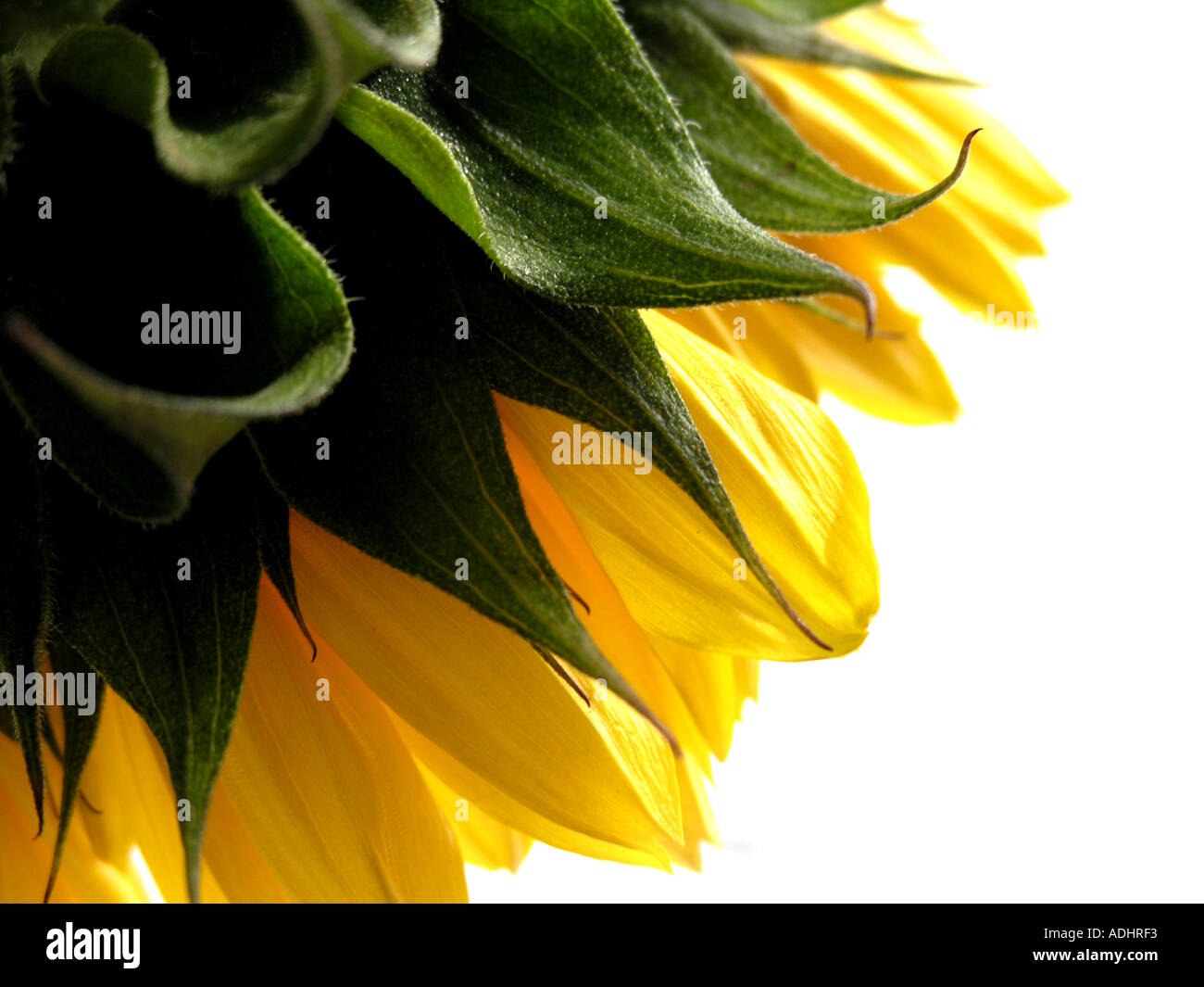 sunflower head from behind Stock Photo - Alamy