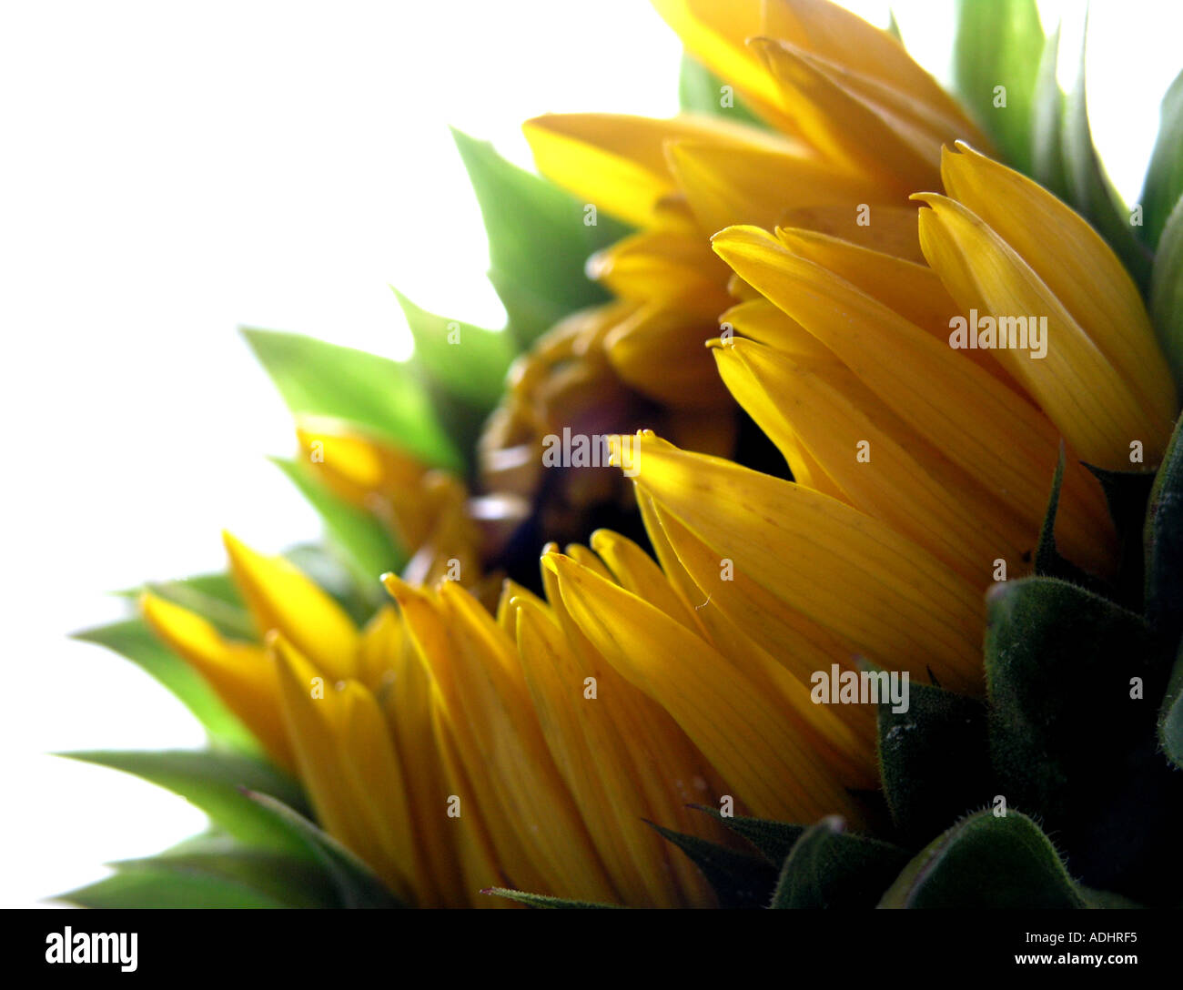 sunflower bud opening Stock Photo - Alamy
