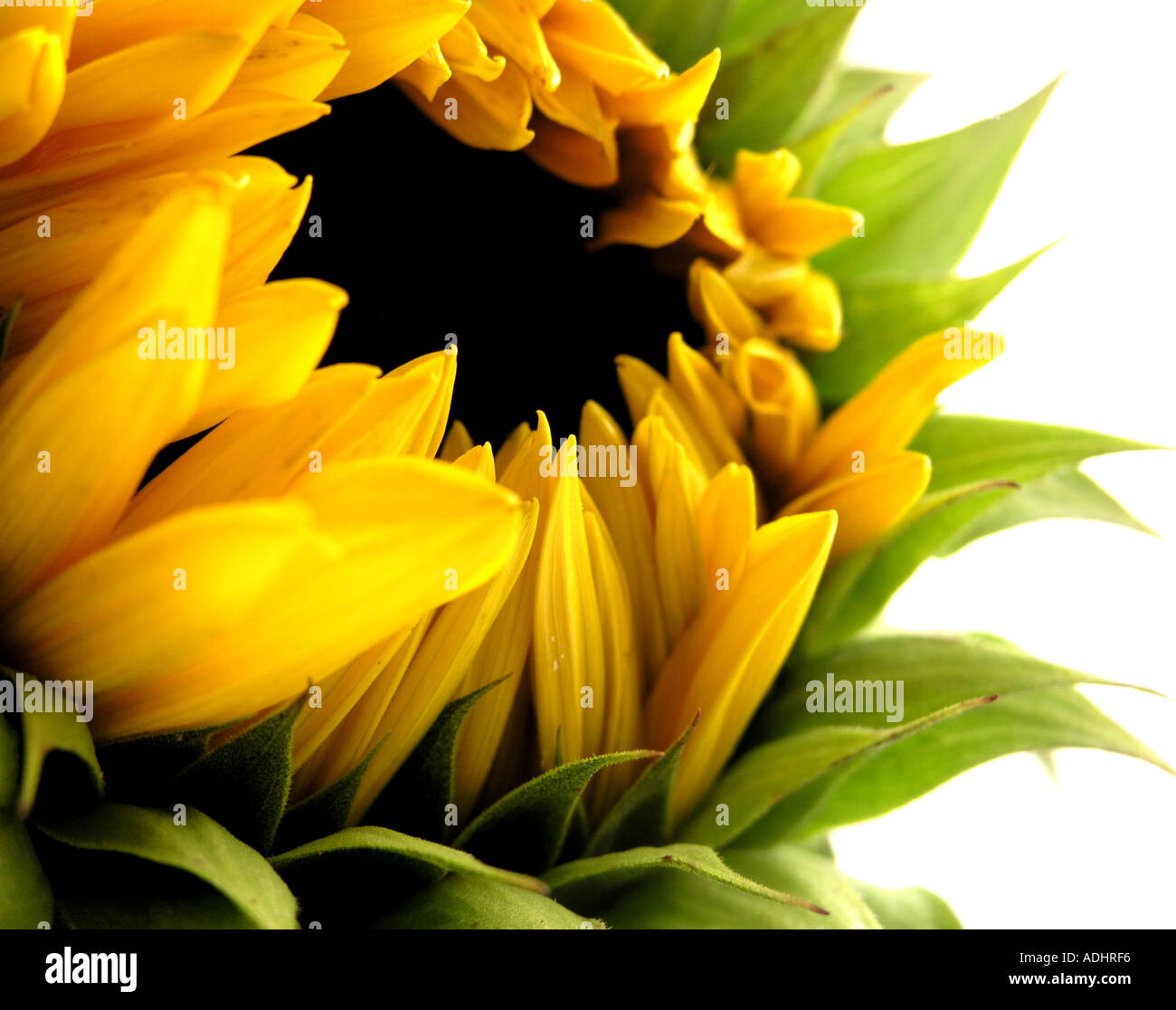 sunflower bud opening Stock Photo - Alamy