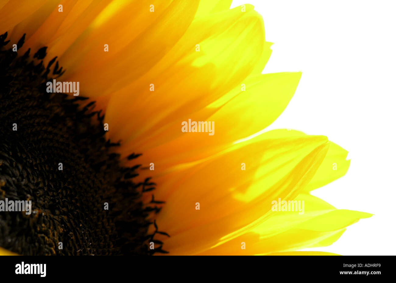 sunflower bloom section against a white background Stock Photo - Alamy