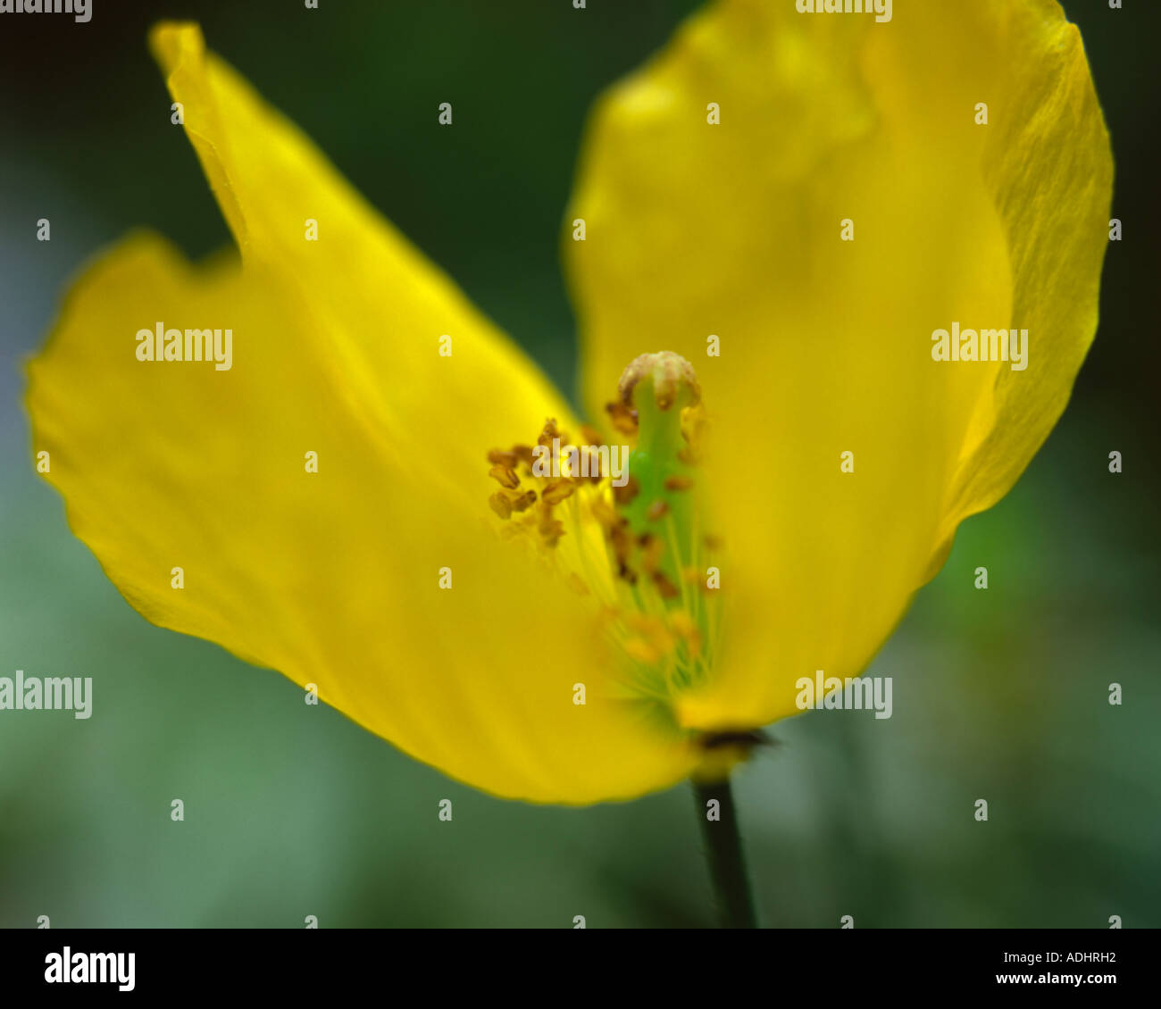 Yellow Californian Poppy in full bloom Stock Photo - Alamy