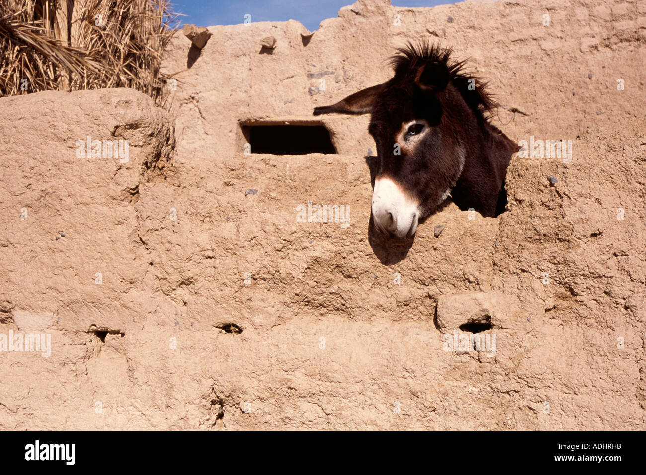 Donkey peering over a mud wall in the village of Hassi Labiad Morocco ...