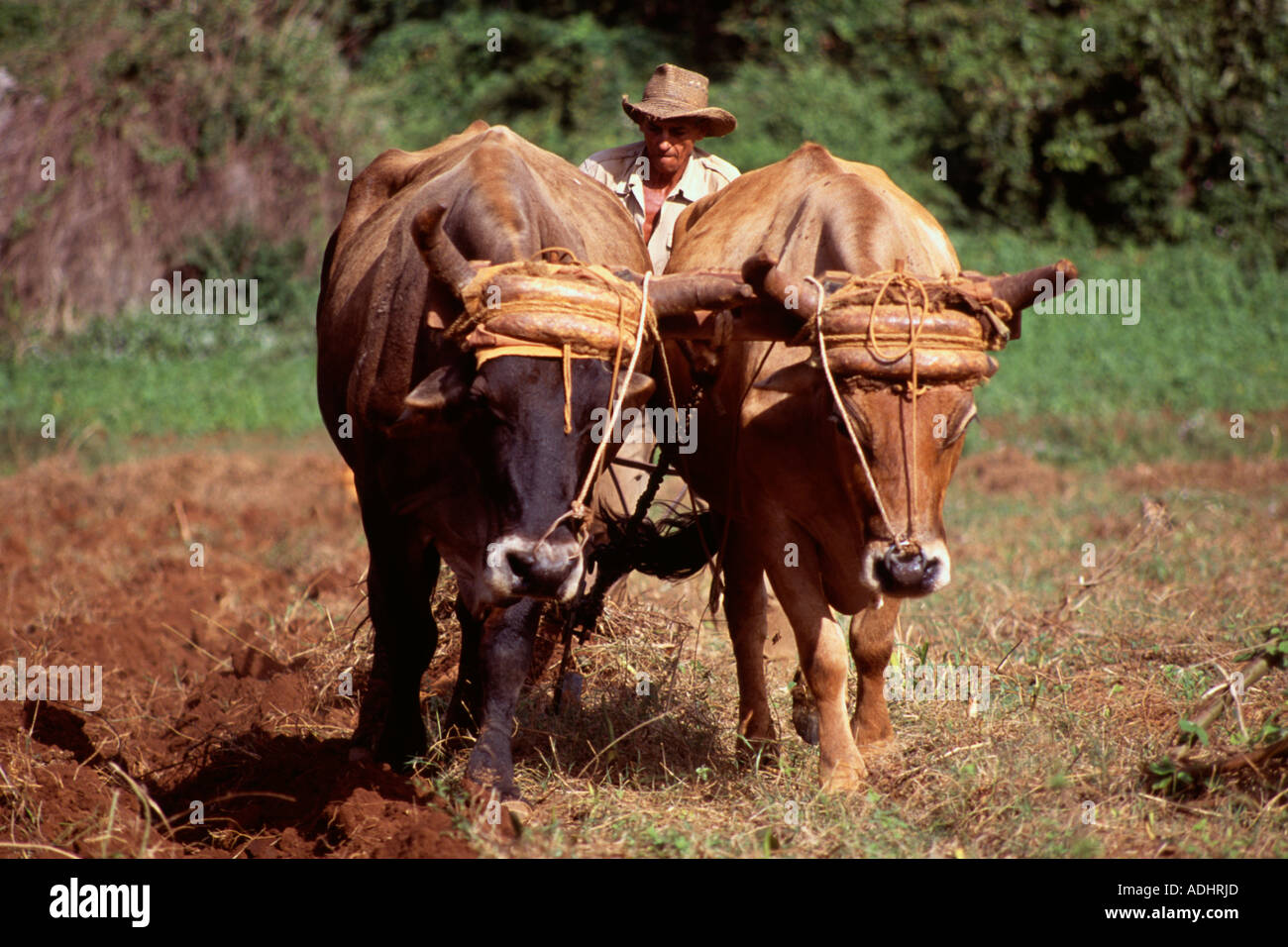 Traditional farming methods in the valley of Vinales Cuba Stock Photo ...