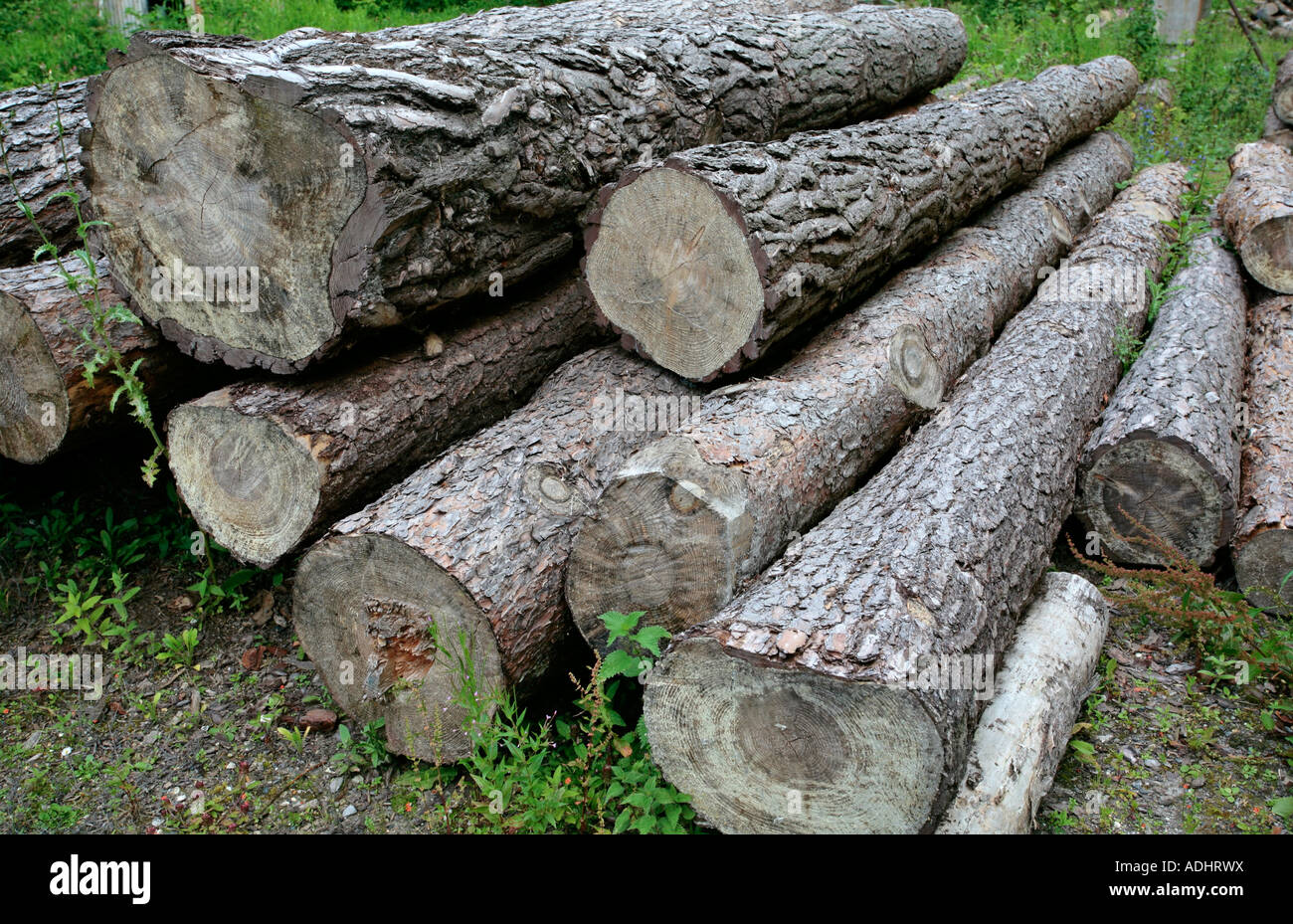 Pile of sawn logs lying on the ground Stock Photo - Alamy