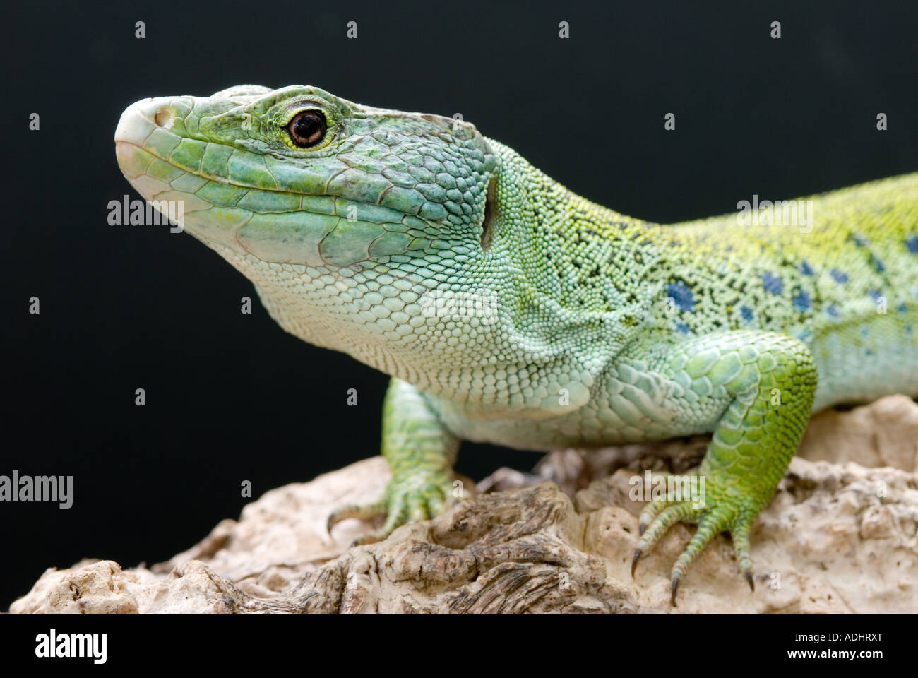 Larcerta lepida, Ocellated lizard, Eyed lizard, Male, Spain Stock Photo ...