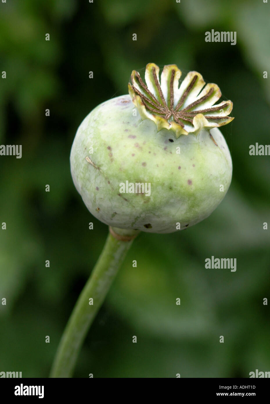 Pale green seed hi-res stock photography and images - Alamy