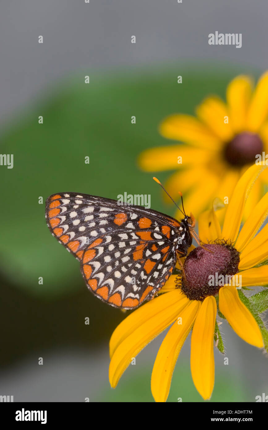 Baltimore checkerspot butterfly hi-res stock photography and images - Alamy