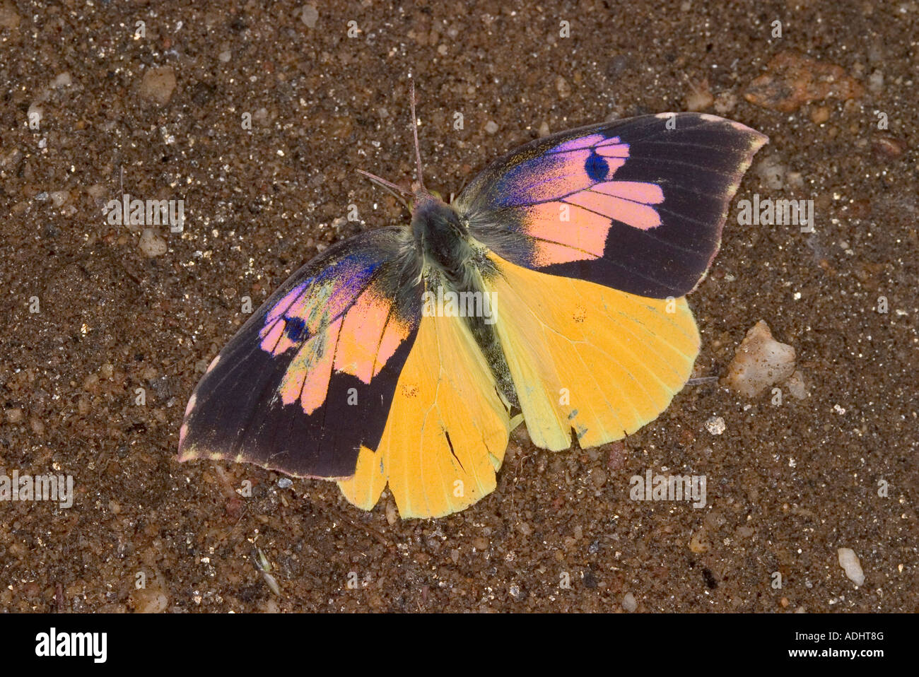 California Dogface Colias eurydice Anza Borrego Desert State Park San ...