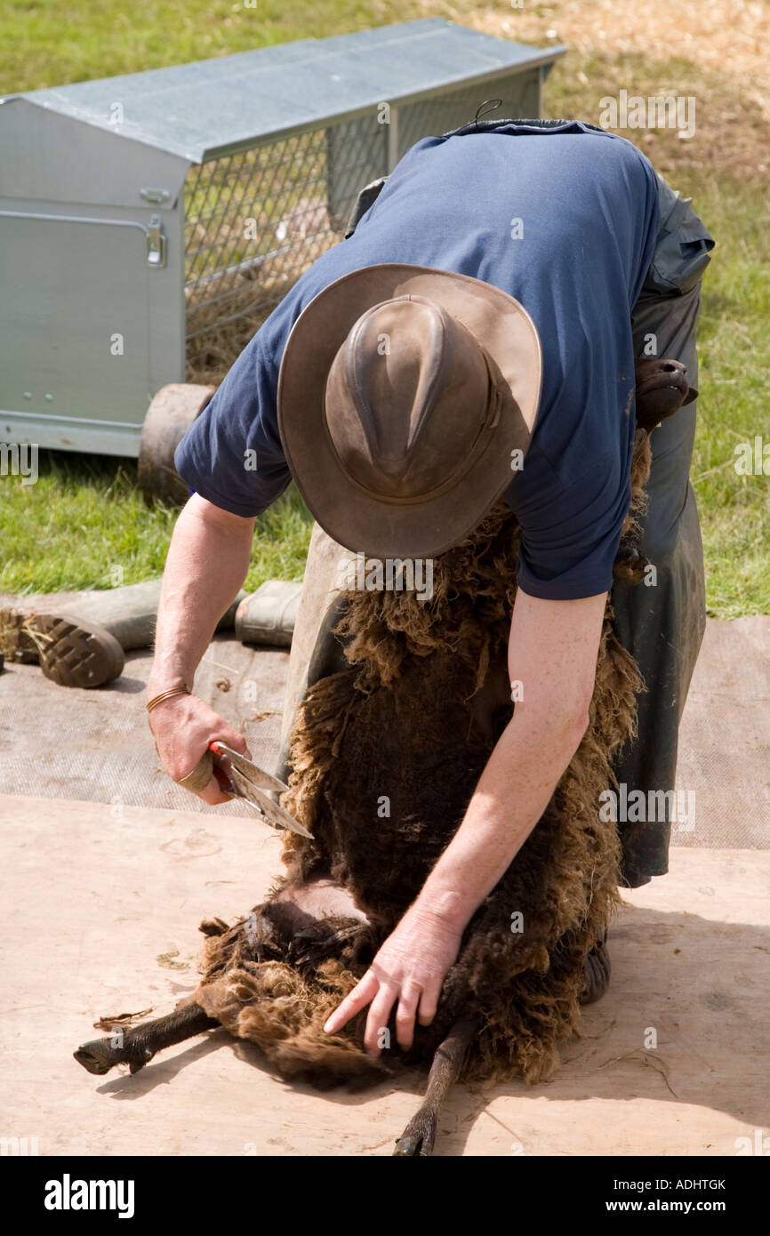 A shearer shearing a sheep Stock Photo - Alamy