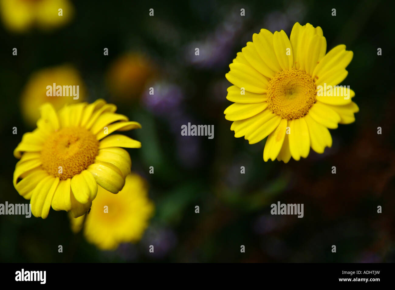 Yellow Chamomile flowers Stock Photo - Alamy